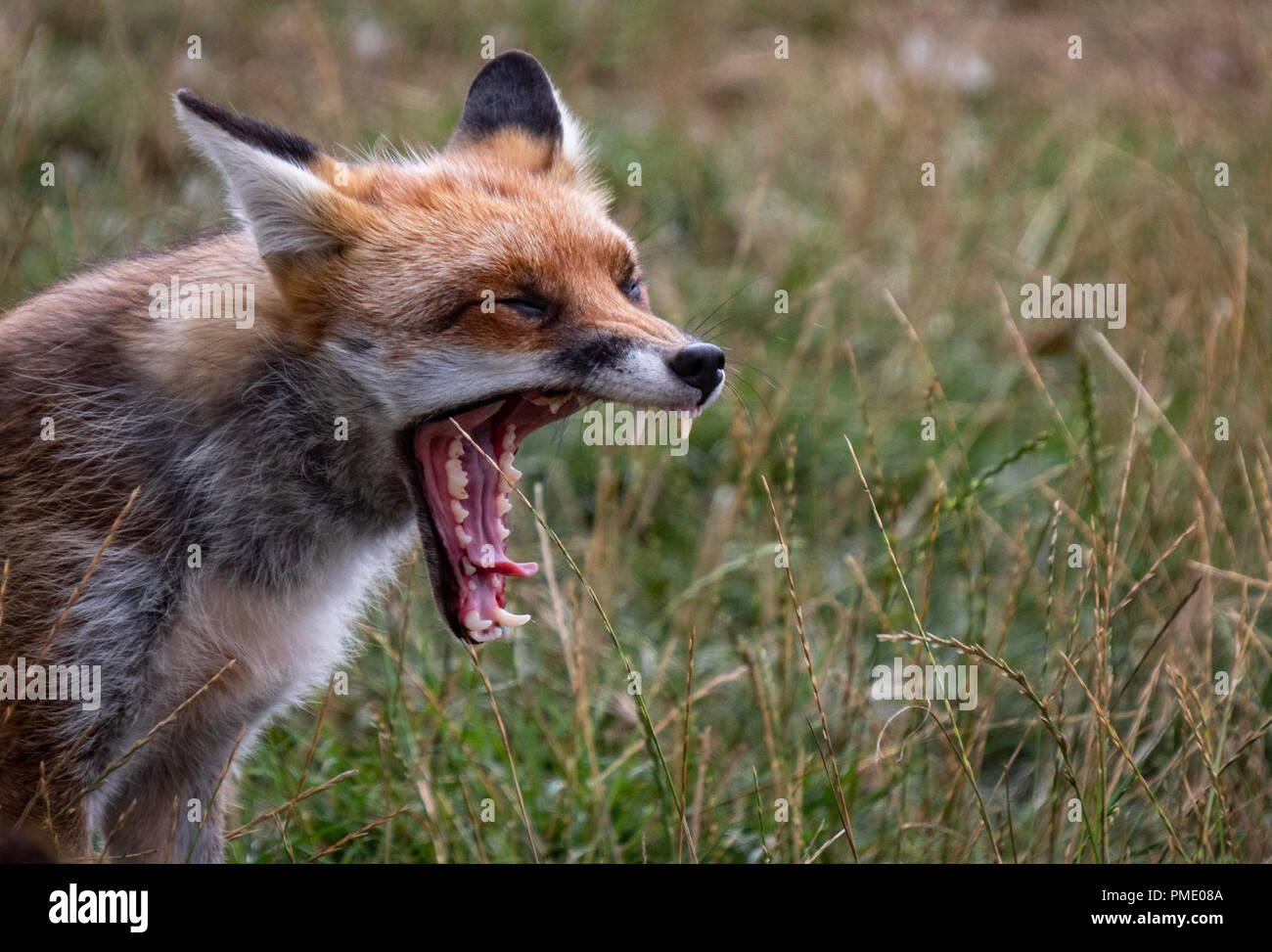 Red fox colour hi-res stock photography and images - Alamy