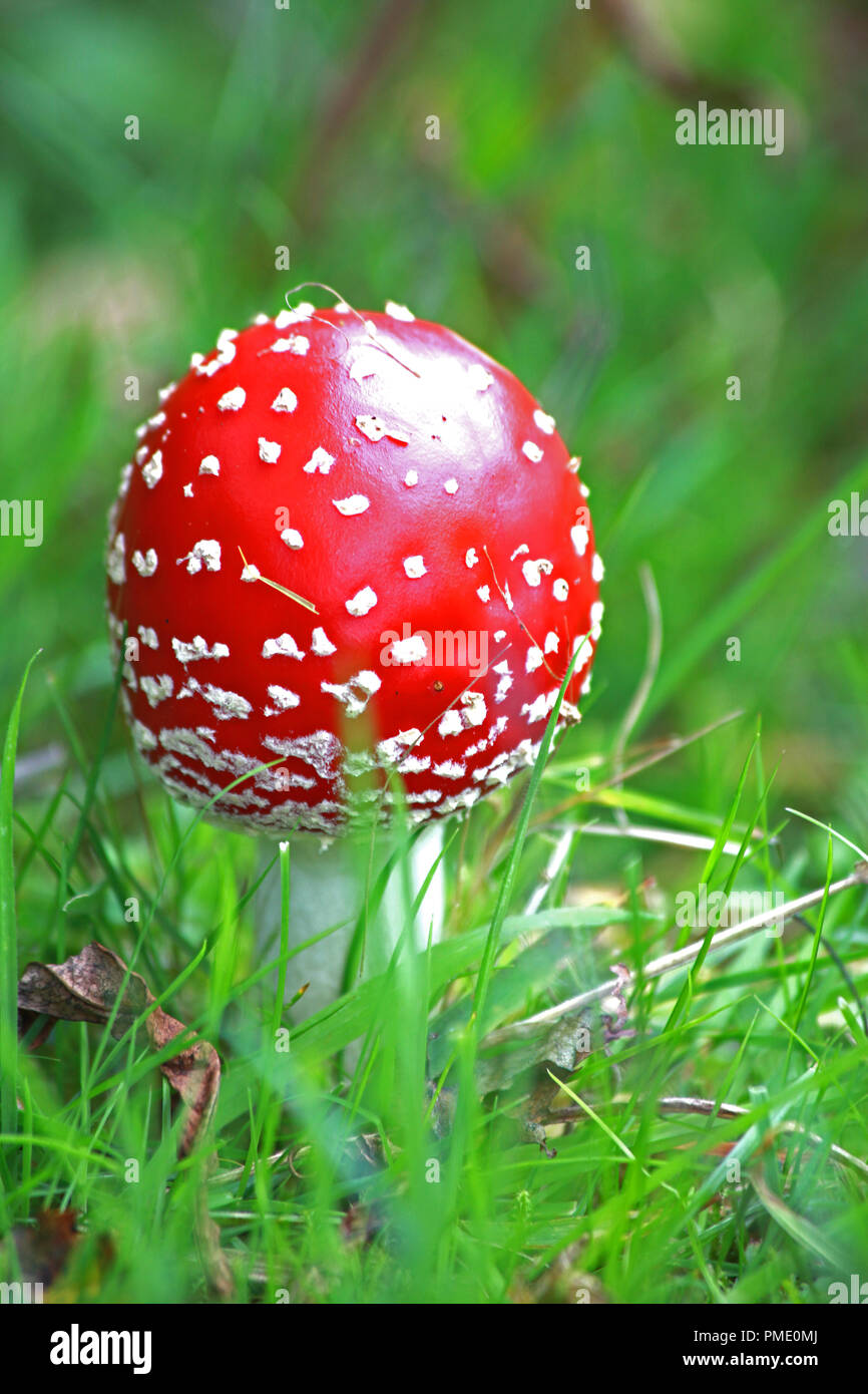 Red fungi hi-res stock photography and images - Alamy