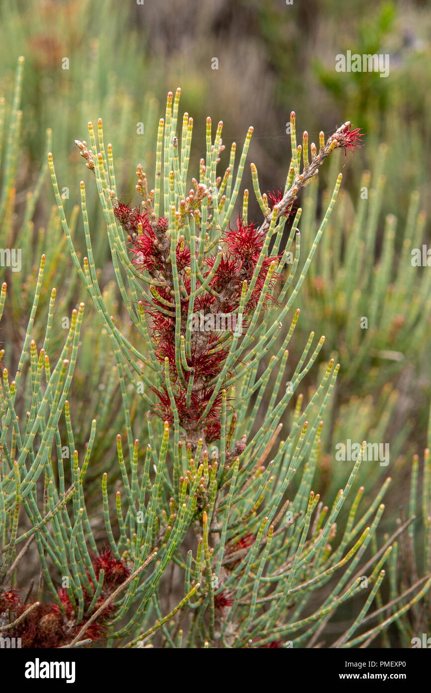 Tamma hi-res stock photography and images - Alamy