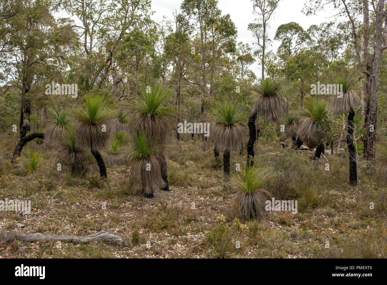 Wandoo reserve hi-res stock photography and images - Alamy
