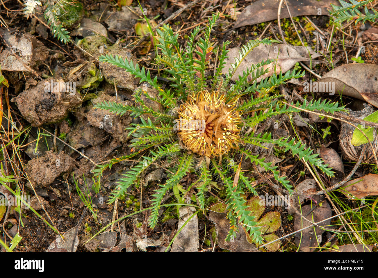 Dryandra hi-res stock photography and images - Alamy