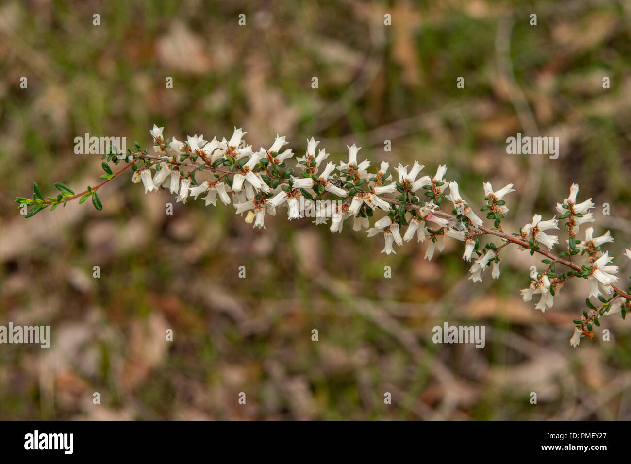 Leucopogon hi-res stock photography and images - Alamy
