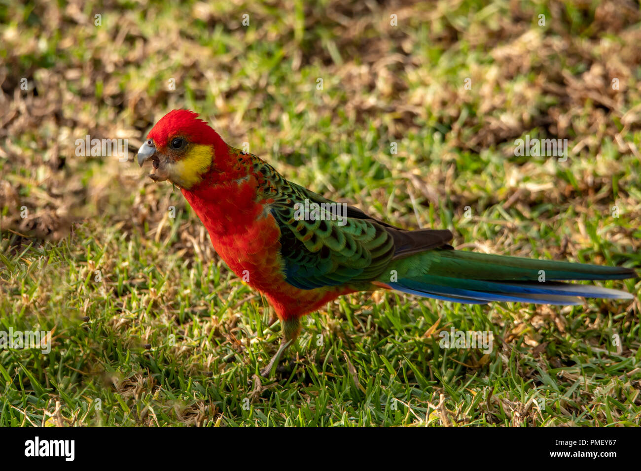 Western rosella hi-res stock photography and images - Alamy