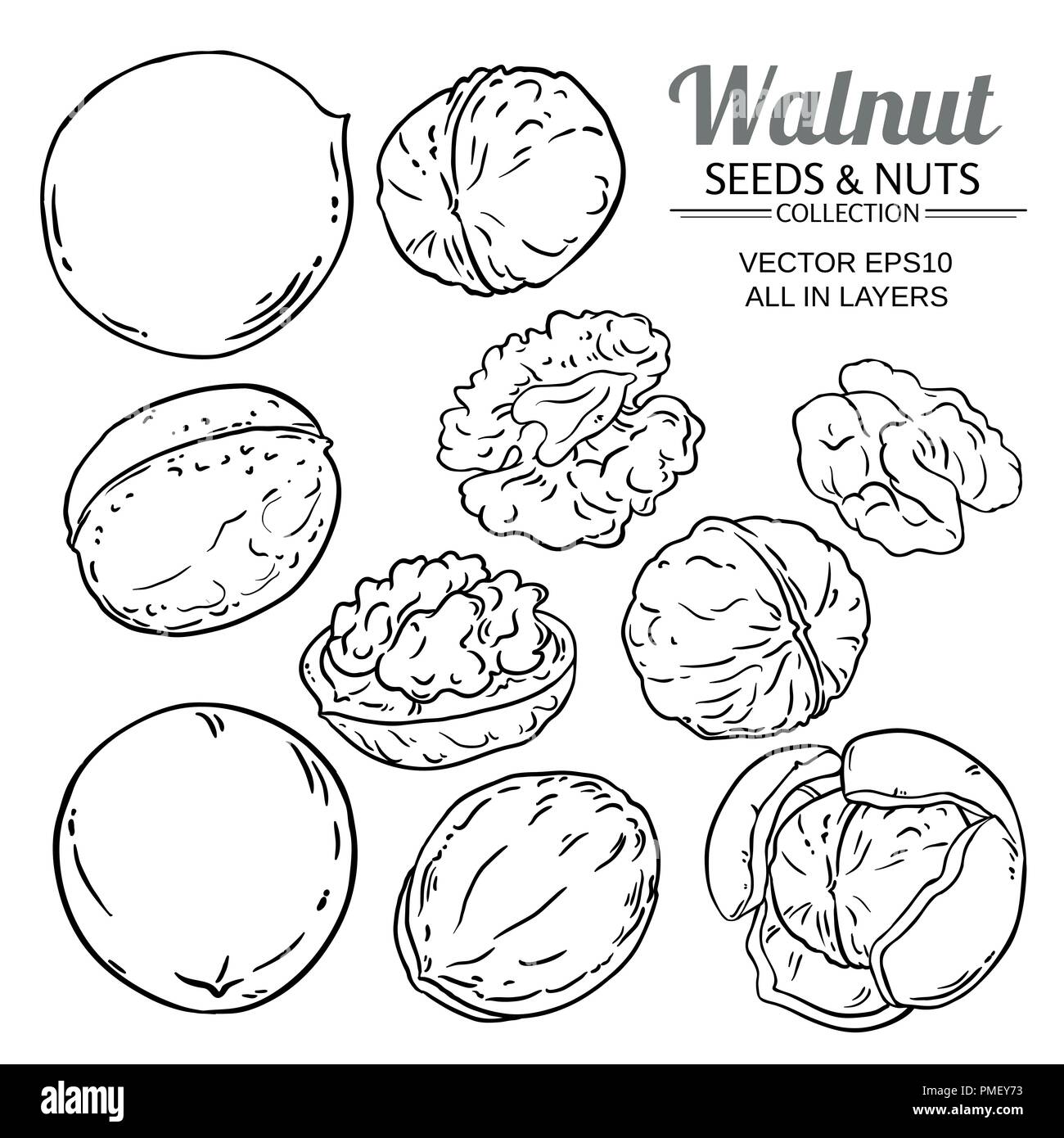 walnut seeds vector on white background Stock Vector Image & Art - Alamy