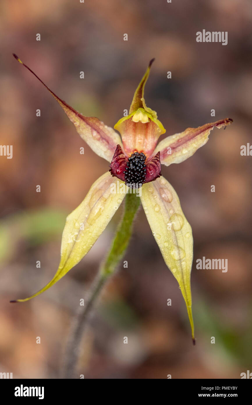 Caladenia macrostylis hi-res stock photography and images - Alamy