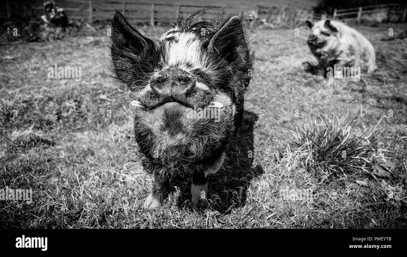 Happy pig hi-res stock photography and images - Alamy