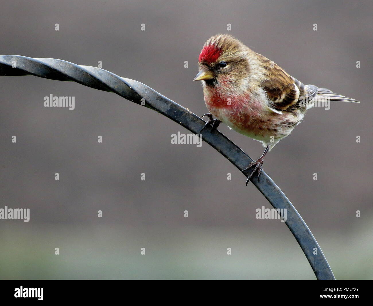 Male redpoll hi-res stock photography and images - Alamy