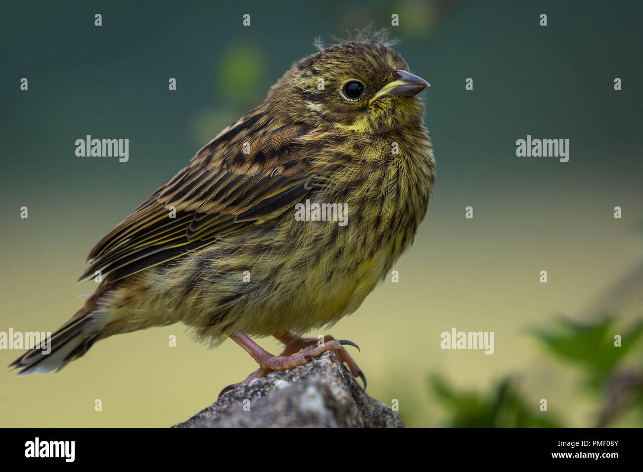 Juvenile yellowhammer hi-res stock photography and images - Alamy