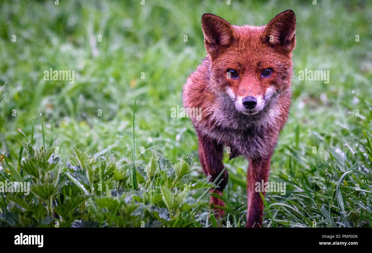 Fox in the rain hi-res stock photography and images - Alamy