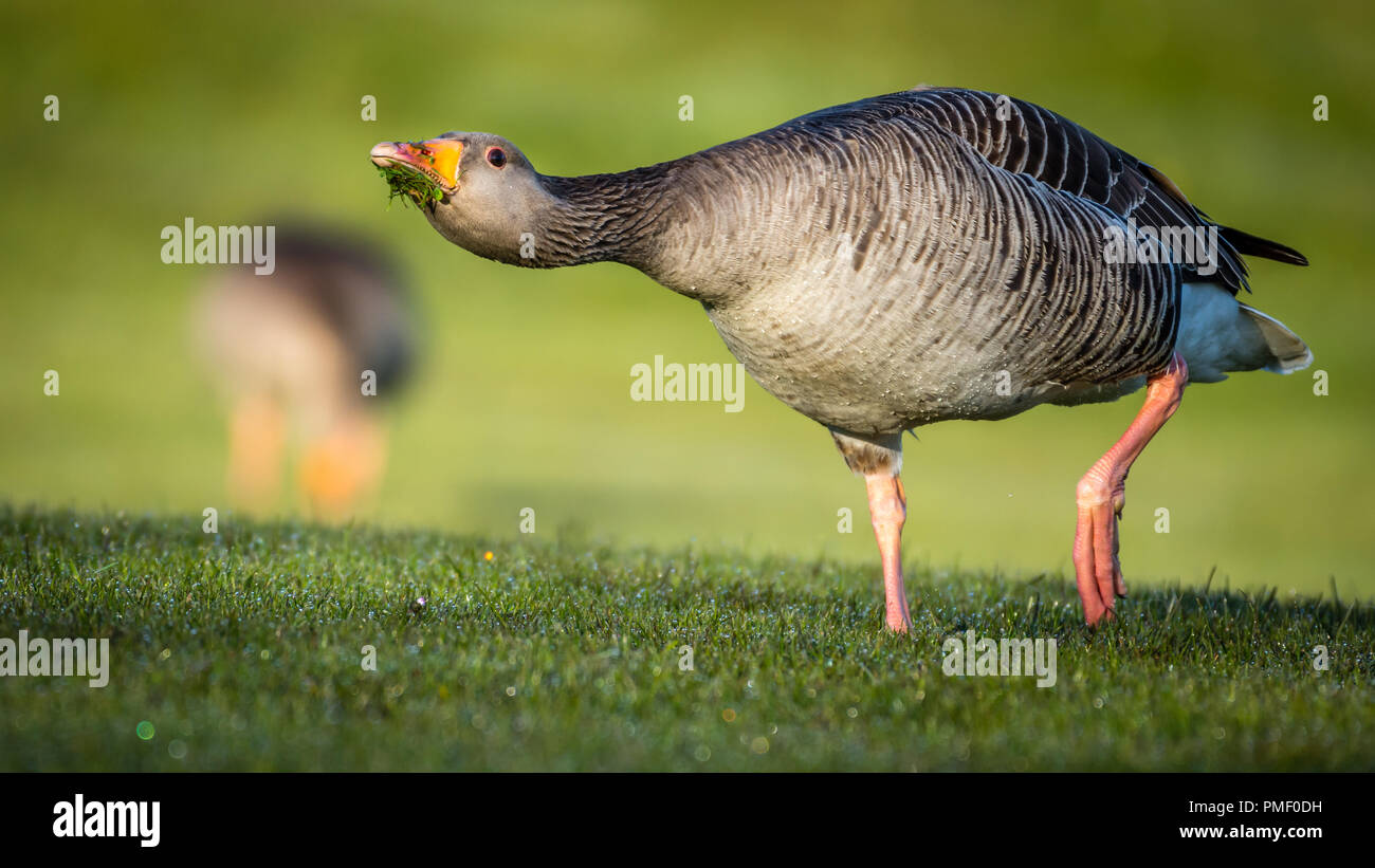 Angry goose hi-res stock photography and images - Alamy