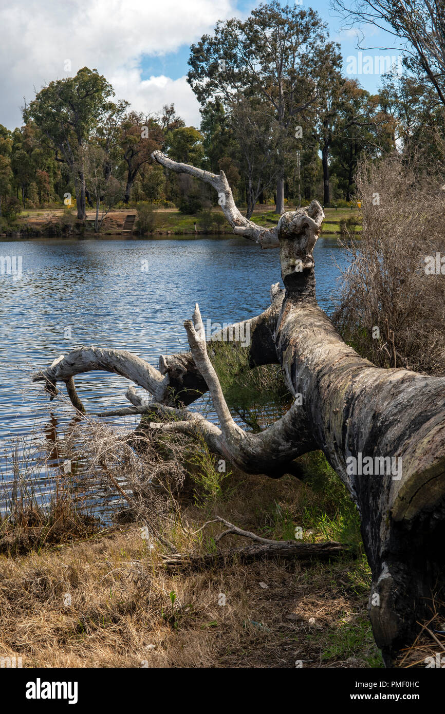 Minninup Pool, Collie, WA, Australia Stock Photo - Alamy