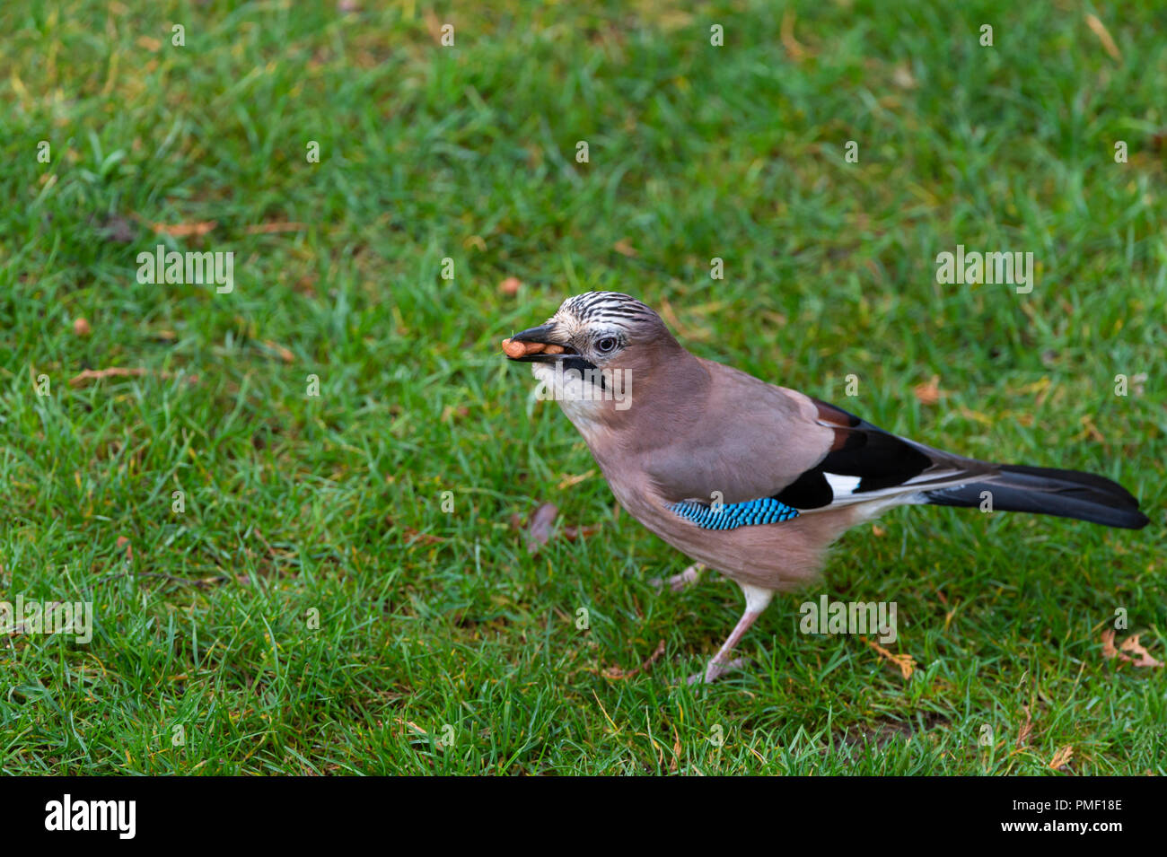 European Jay with peanuts in mouth standing in grass Stock Photo - Alamy
