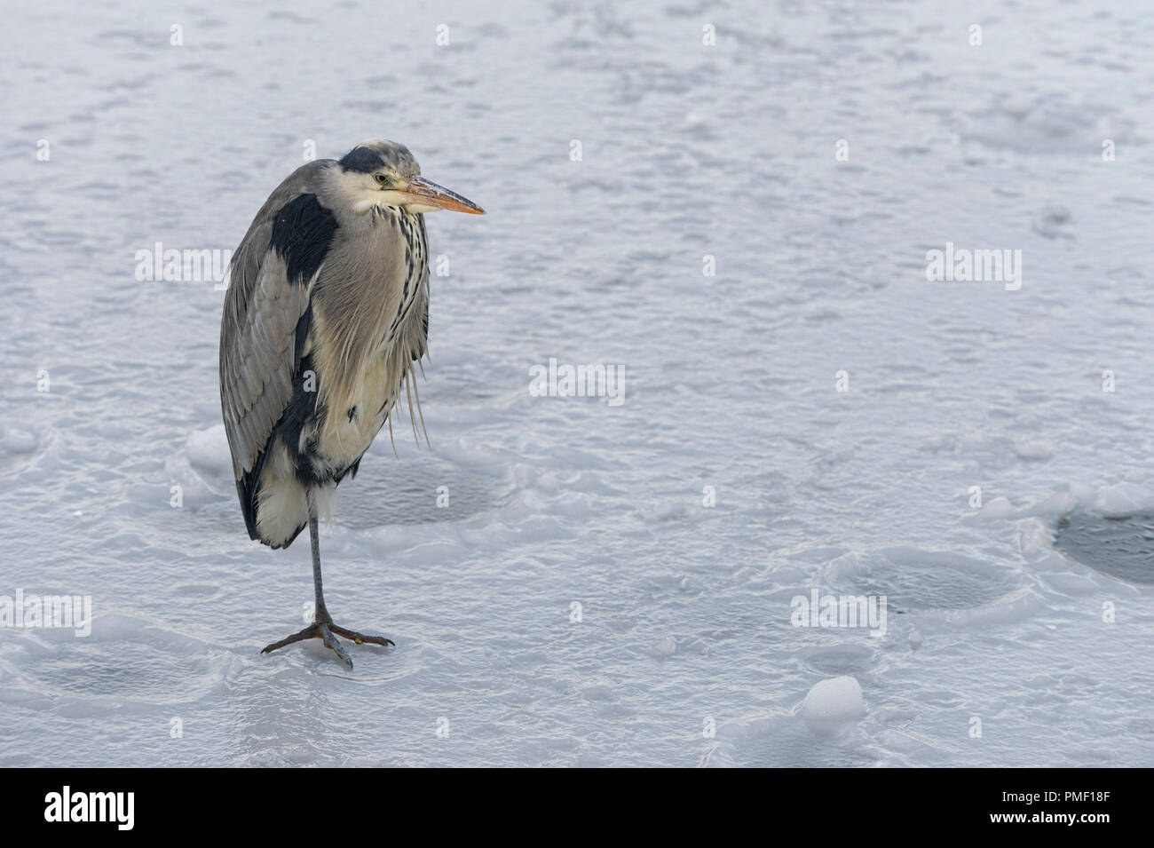 Adult Grey Heron standing on one leg on frozen lake Stock Photo - Alamy