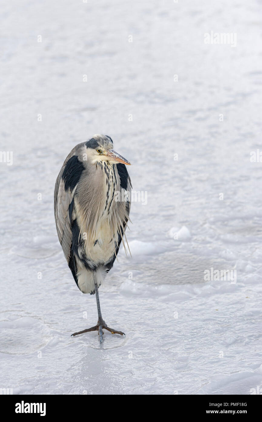 Adult Grey Heron standing on one leg on frozen lake Stock Photo - Alamy
