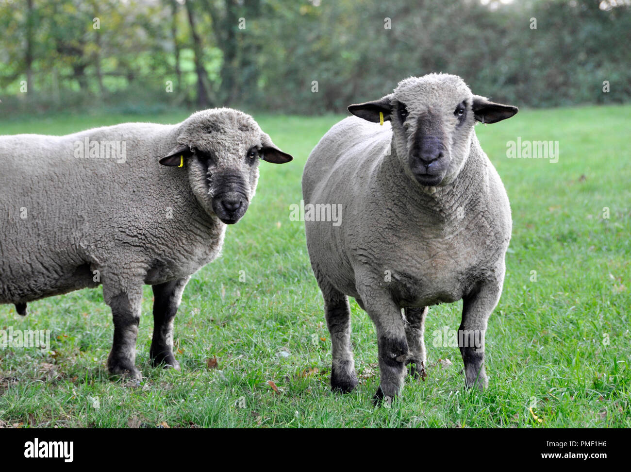 Two suffolk sheep hi-res stock photography and images - Alamy