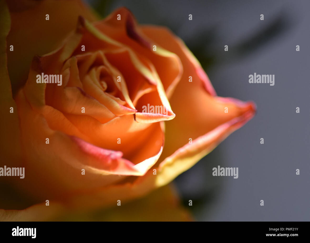 close up rose Stock Photo - Alamy
