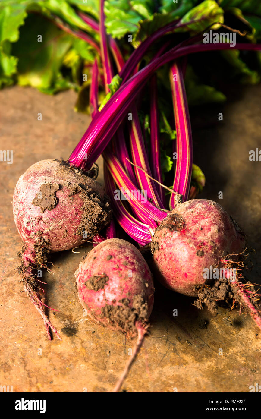 Fresh red beets with soil Stock Photo - Alamy