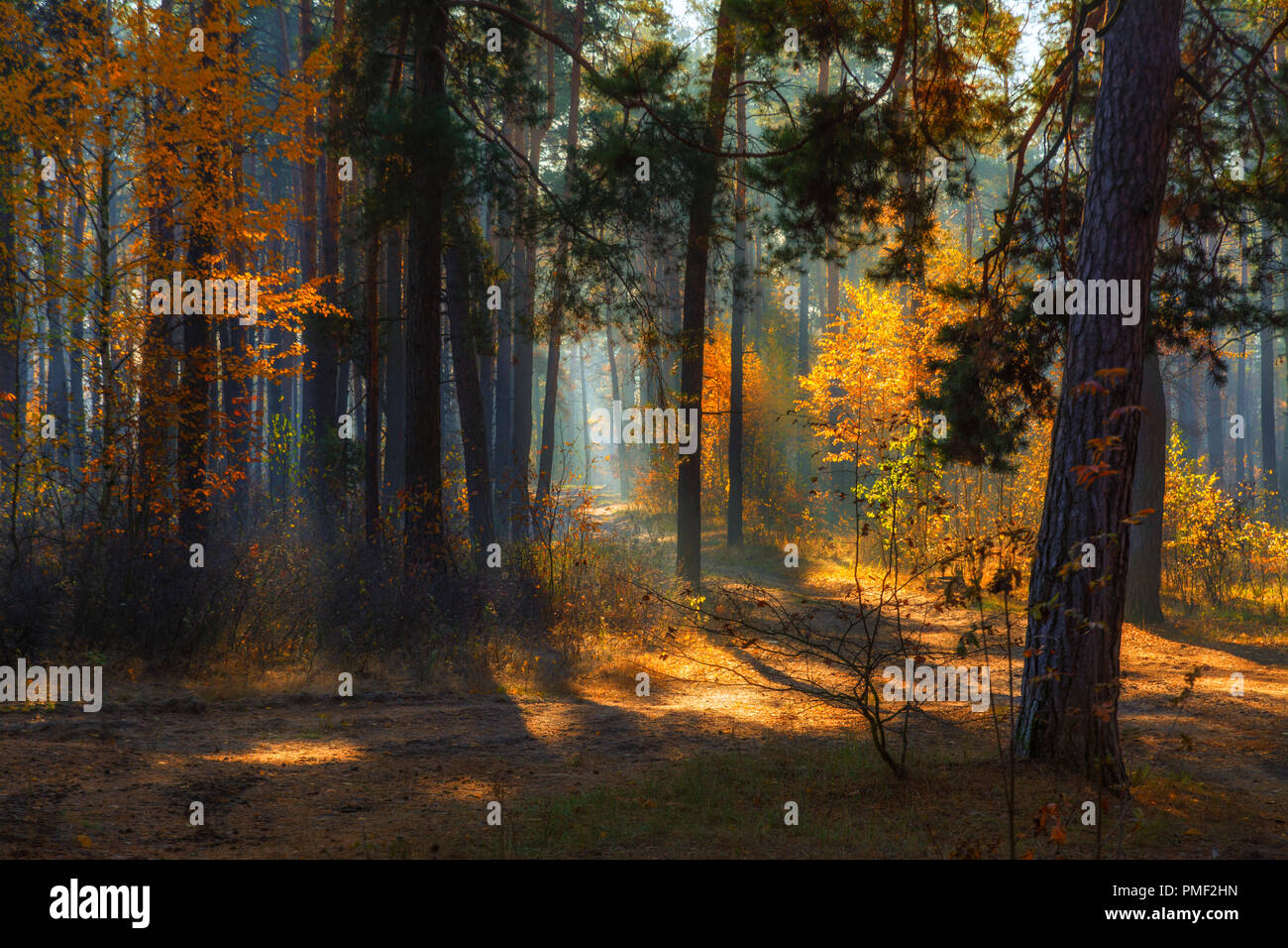 walk in the autumn forest. Morning. Sunlight. Sun rays Stock Photo - Alamy