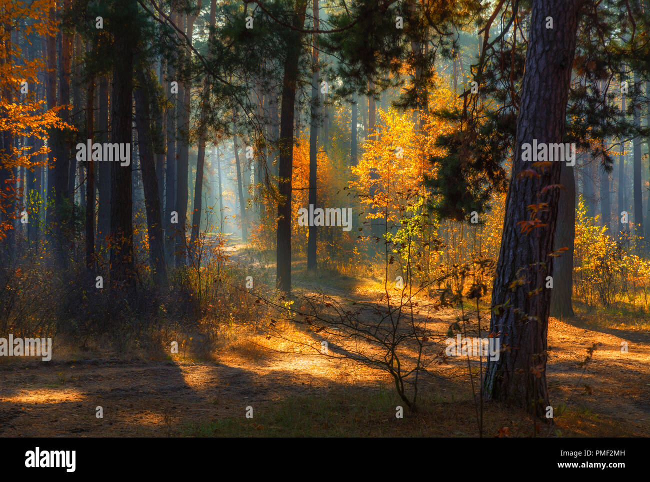 walk in the autumn forest. Morning. Sunlight. Sun rays Stock Photo - Alamy