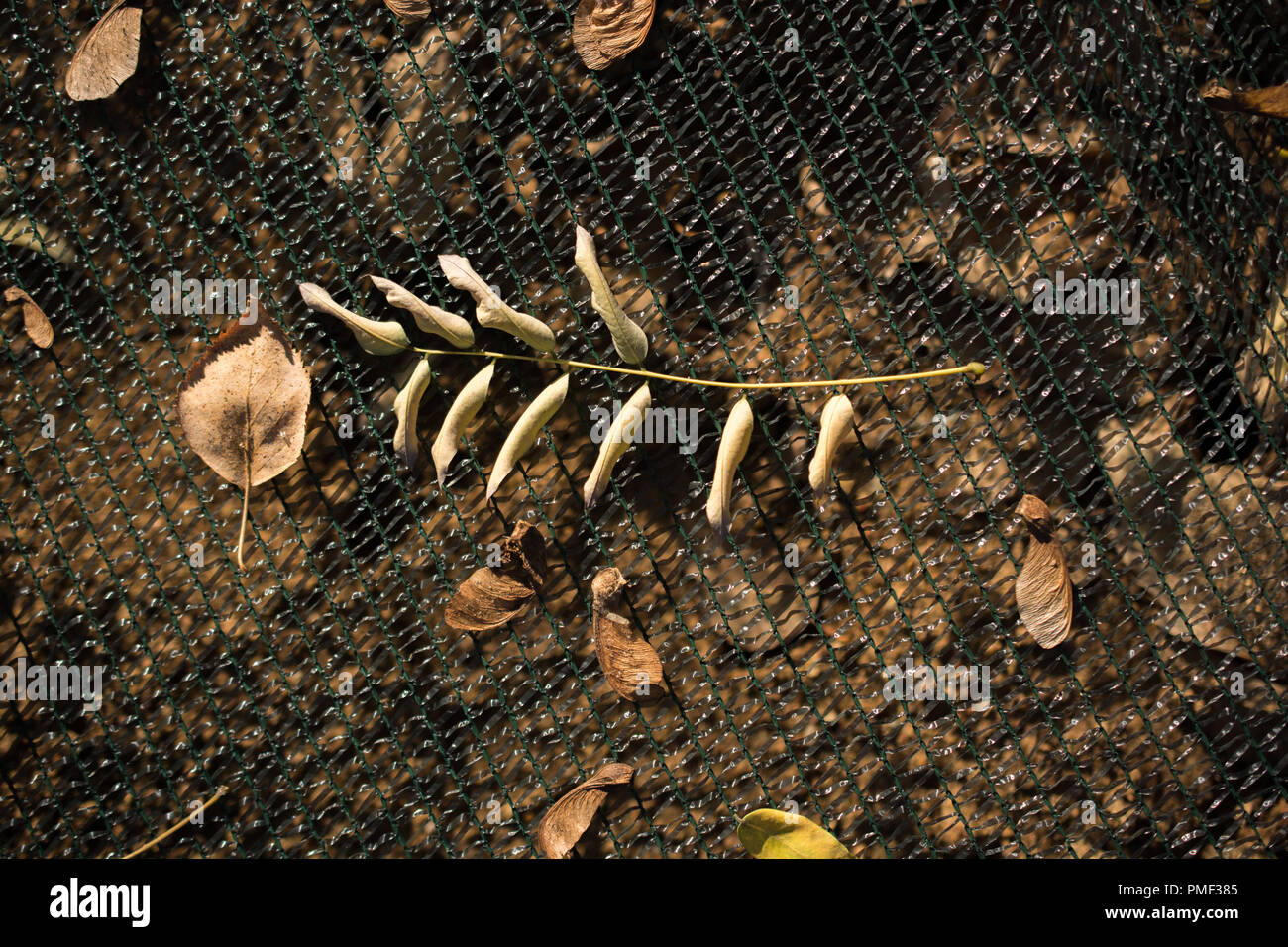 One separate dry leaf of Autumn times in macro view Stock Photo - Alamy