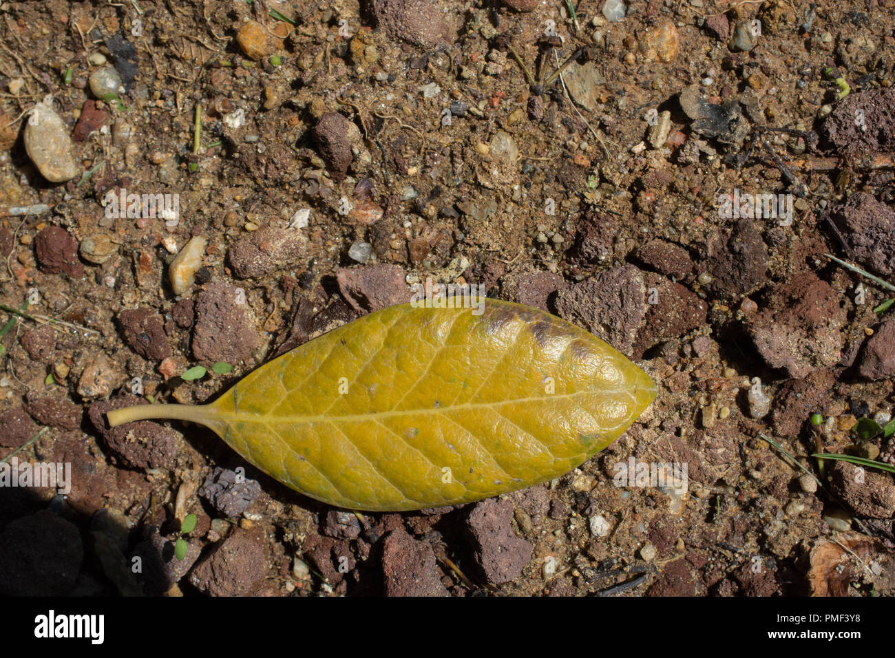 Dry tree leaf as an Autumn background Stock Photo - Alamy