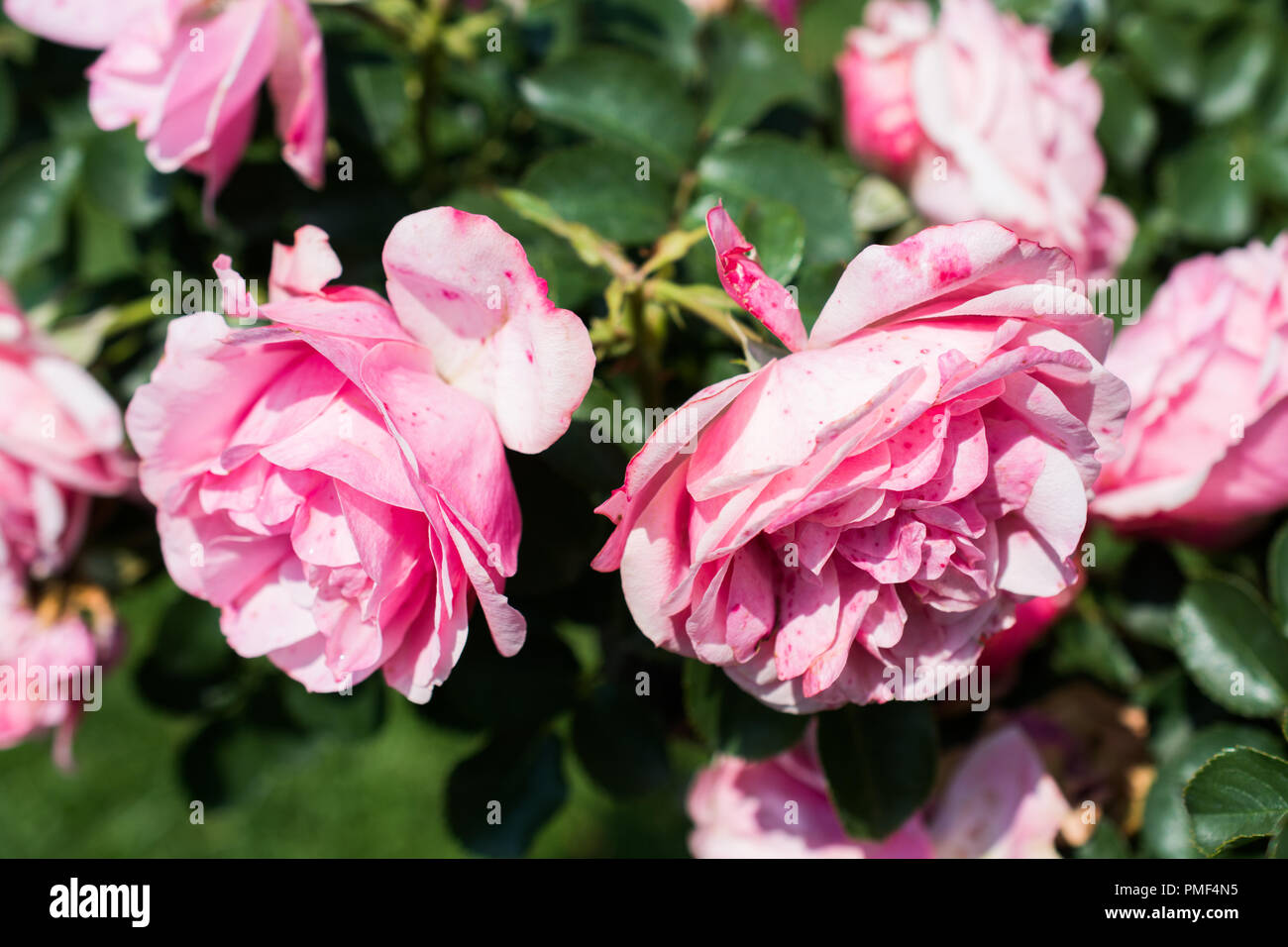 Two blooming beautiful colorful roses in the garden background Stock ...