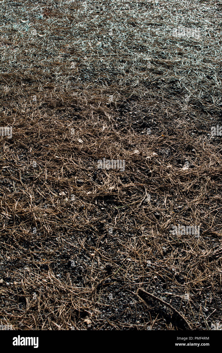 Texture background of autumn season with leaves Stock Photo - Alamy