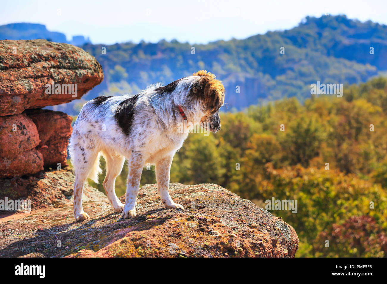 Dog looking at mountains panorama view from high rock, pet travel ...