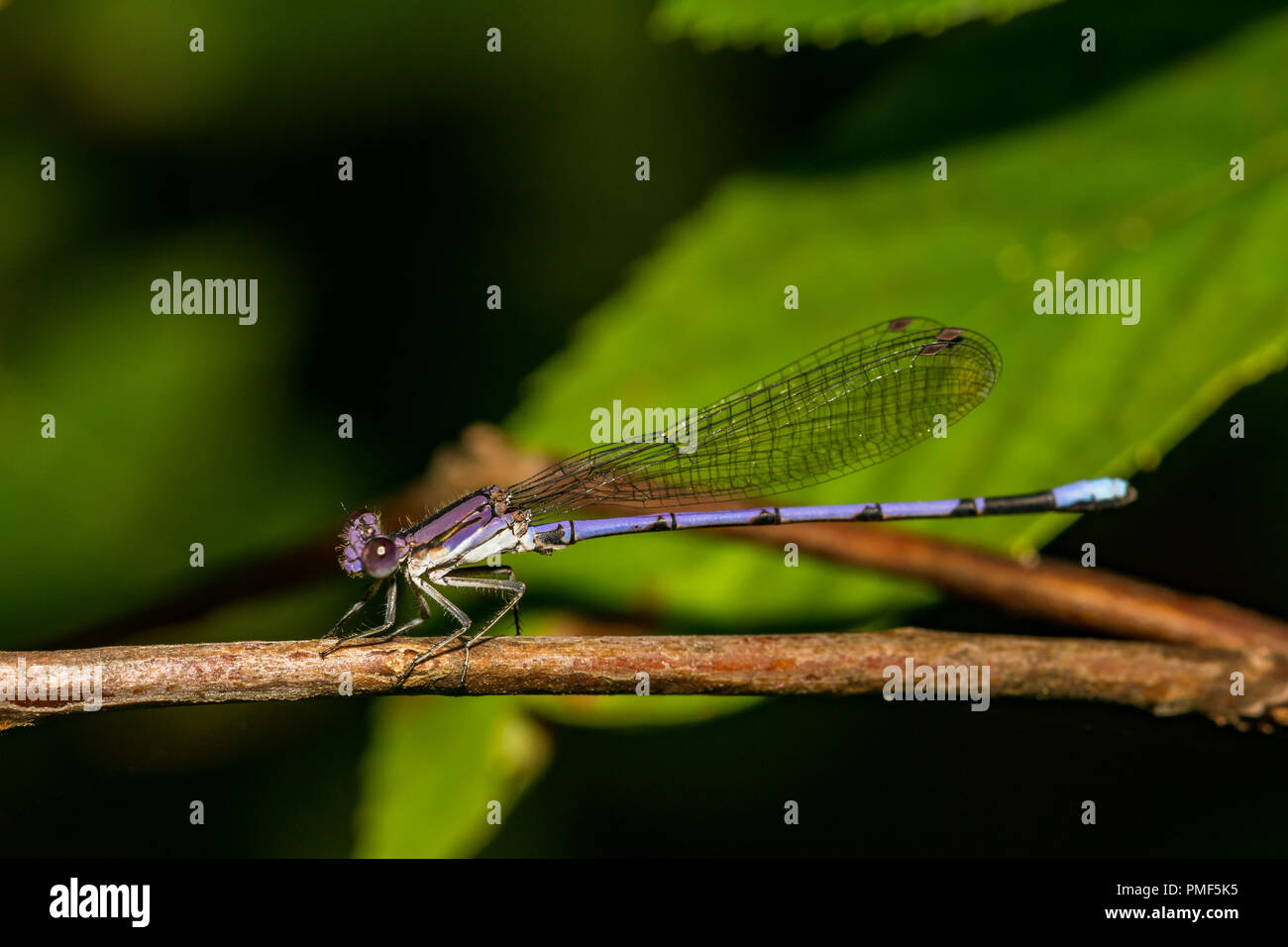 Male variable dancer damselfly hi-res stock photography and images - Alamy
