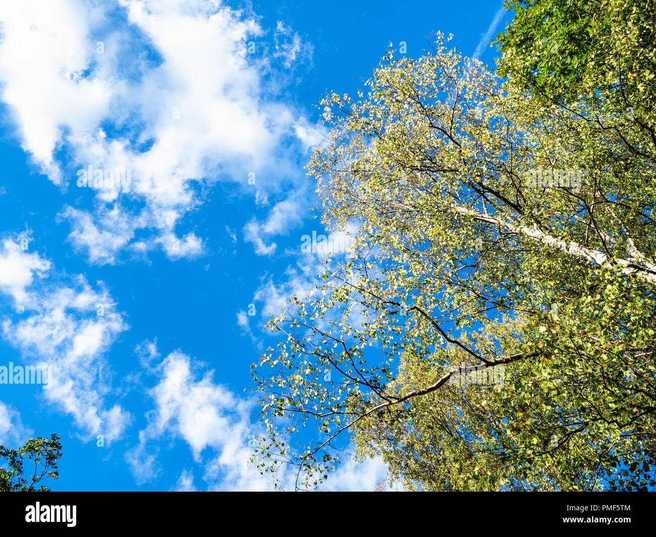 bottom view of birch tree top and white clouds in blue sky at the ...