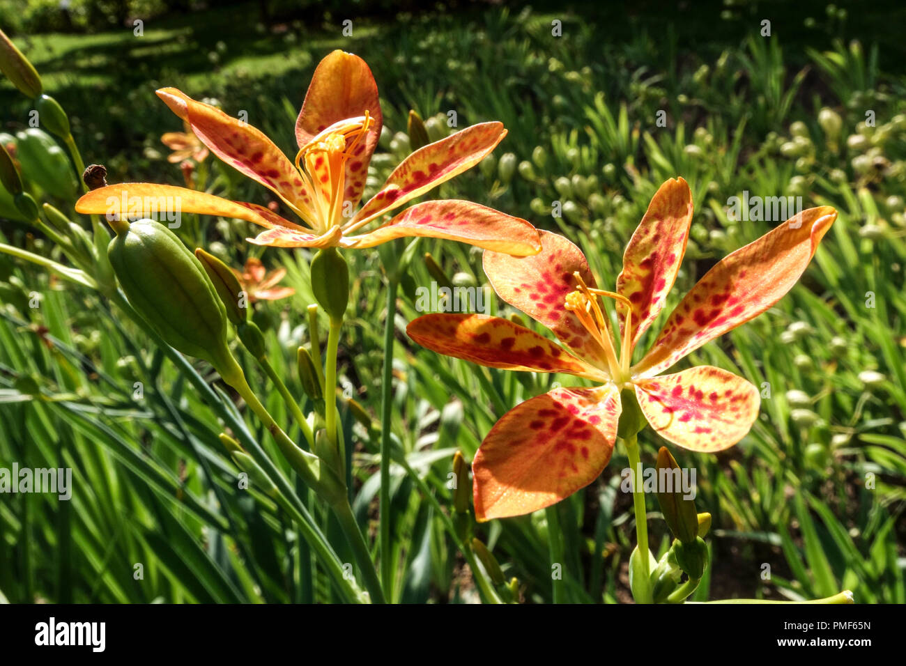 Growing flower hi-res stock photography and images - Alamy
