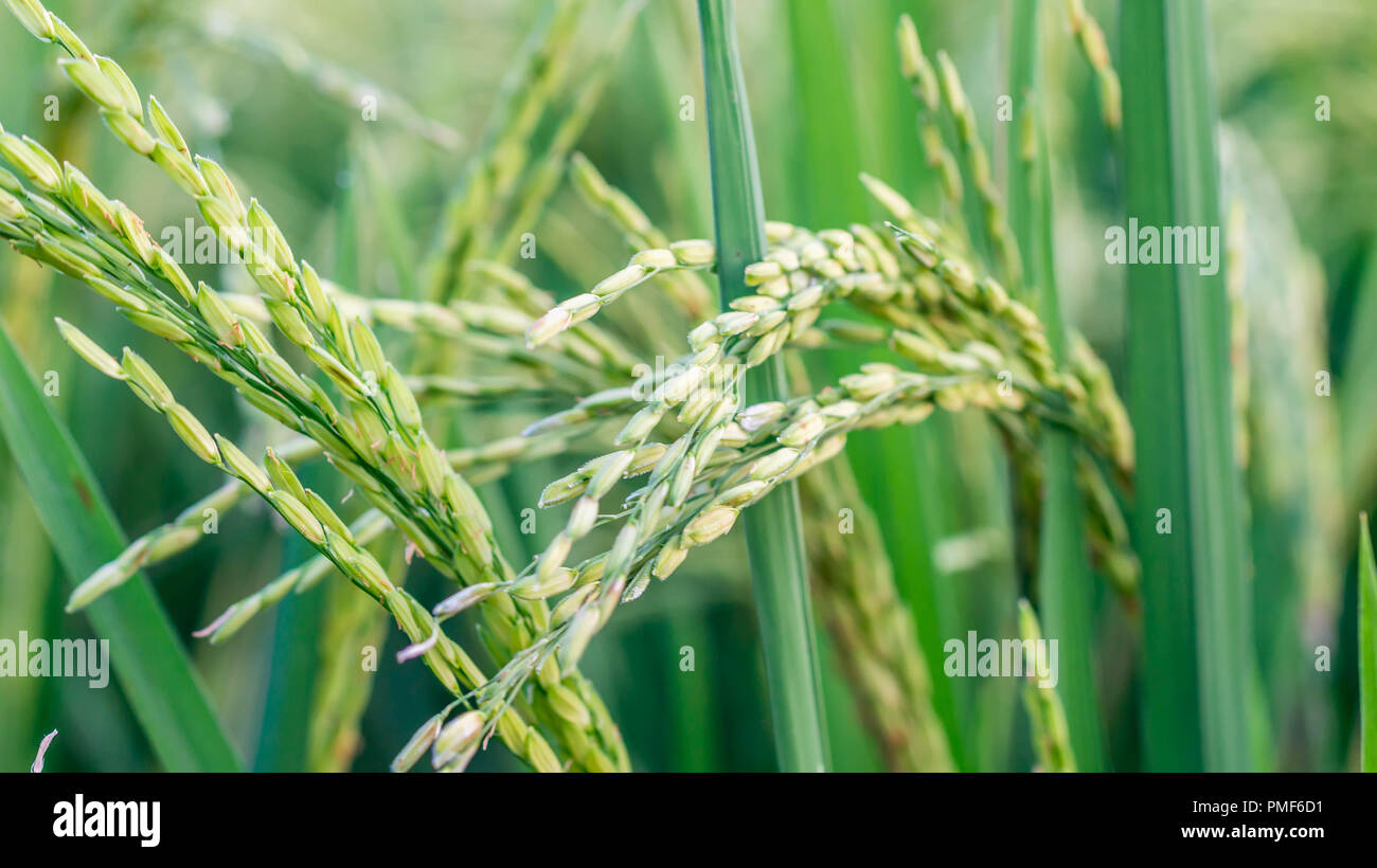 young and unripe rice in the paddy field. closeup of rice in the field ...