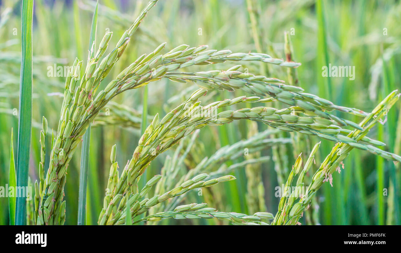 Unripe rice plantation hi-res stock photography and images - Alamy