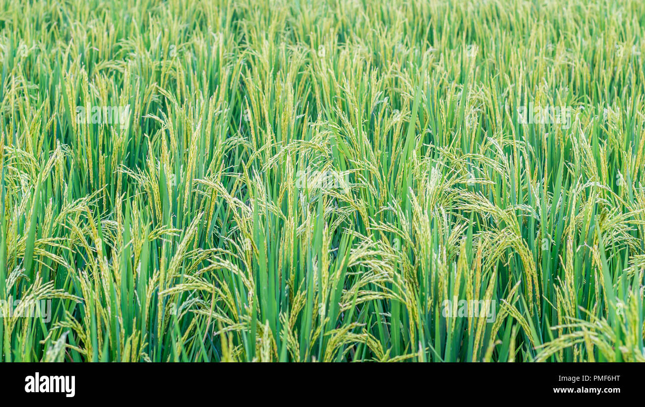 young and unripe rice in the paddy field. closeup of rice in the field ...