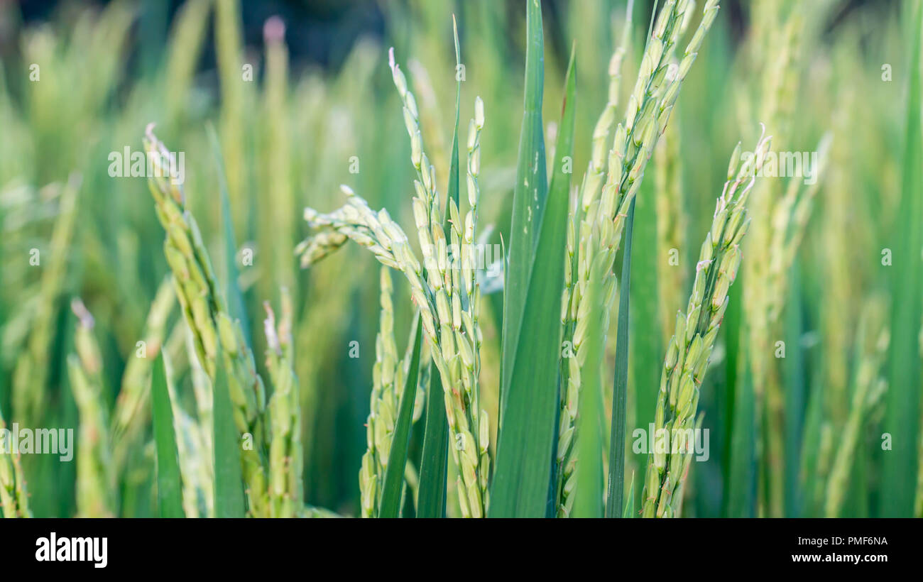 young and unripe rice in the paddy field. closeup of rice in the field ...