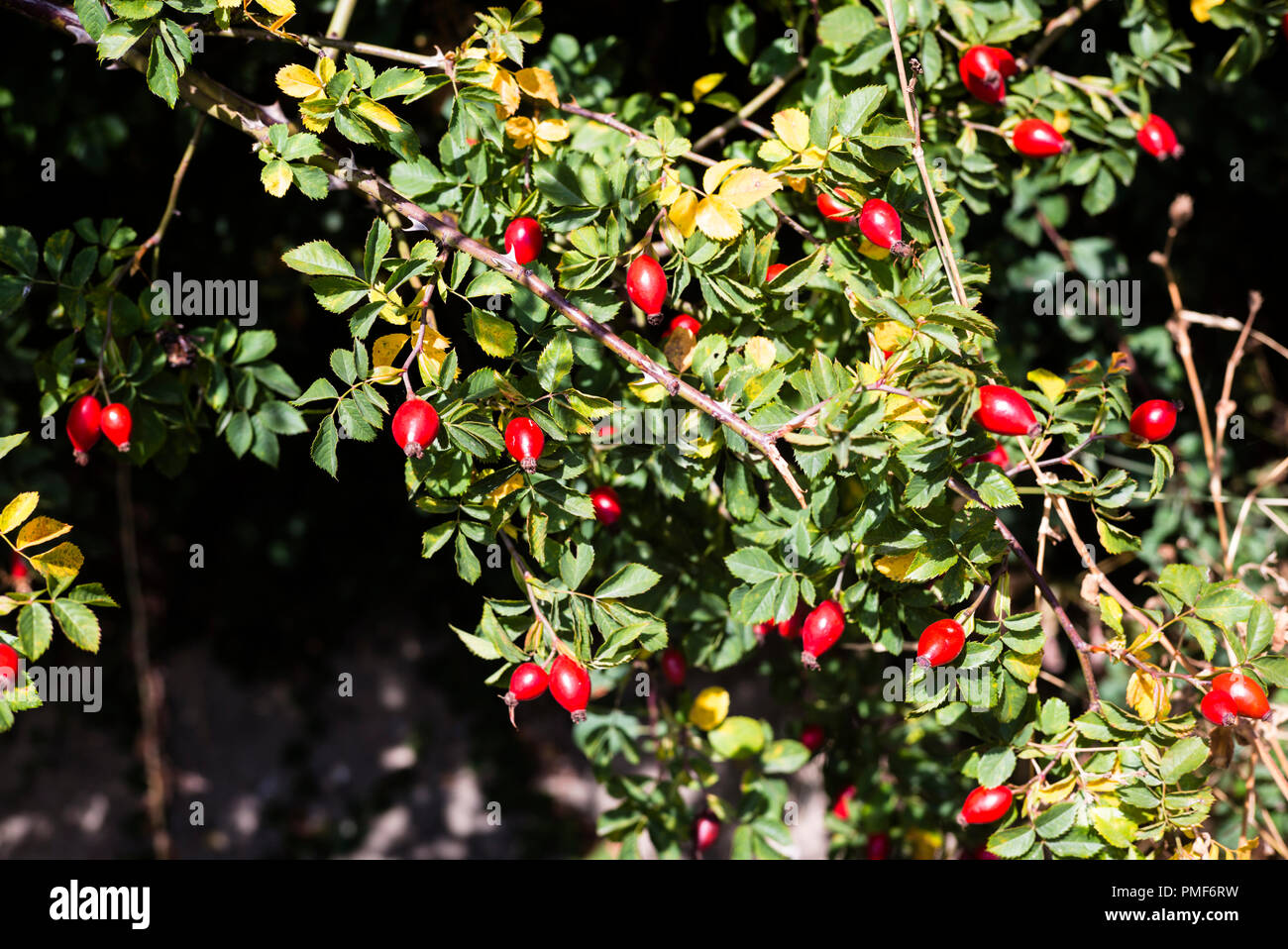 Rosehip Stock Photos & Rosehip Stock Images - Alamy
