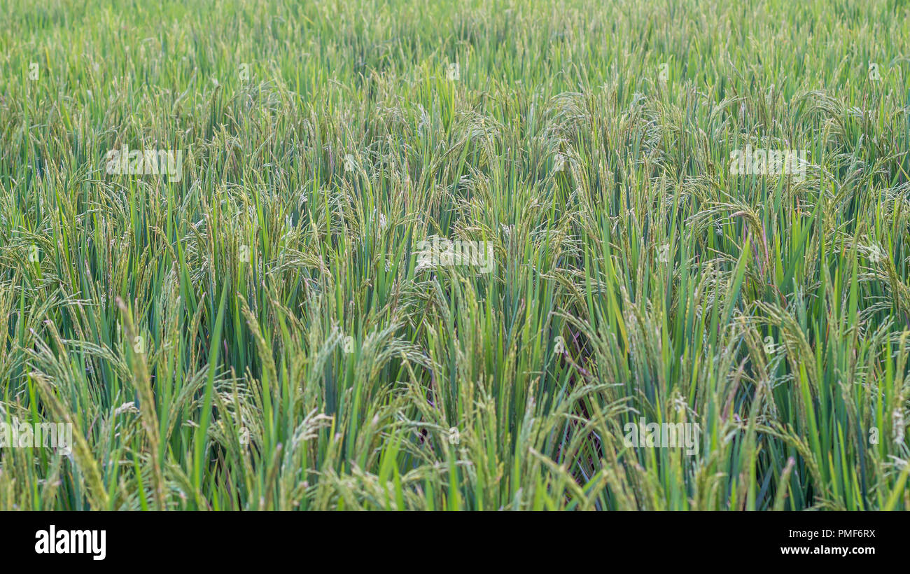 Unripe rice plantation hi-res stock photography and images - Alamy