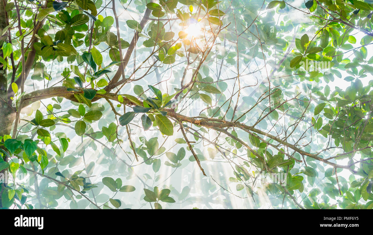 the ray of the sun through the branch of the tree in the misty morning ...