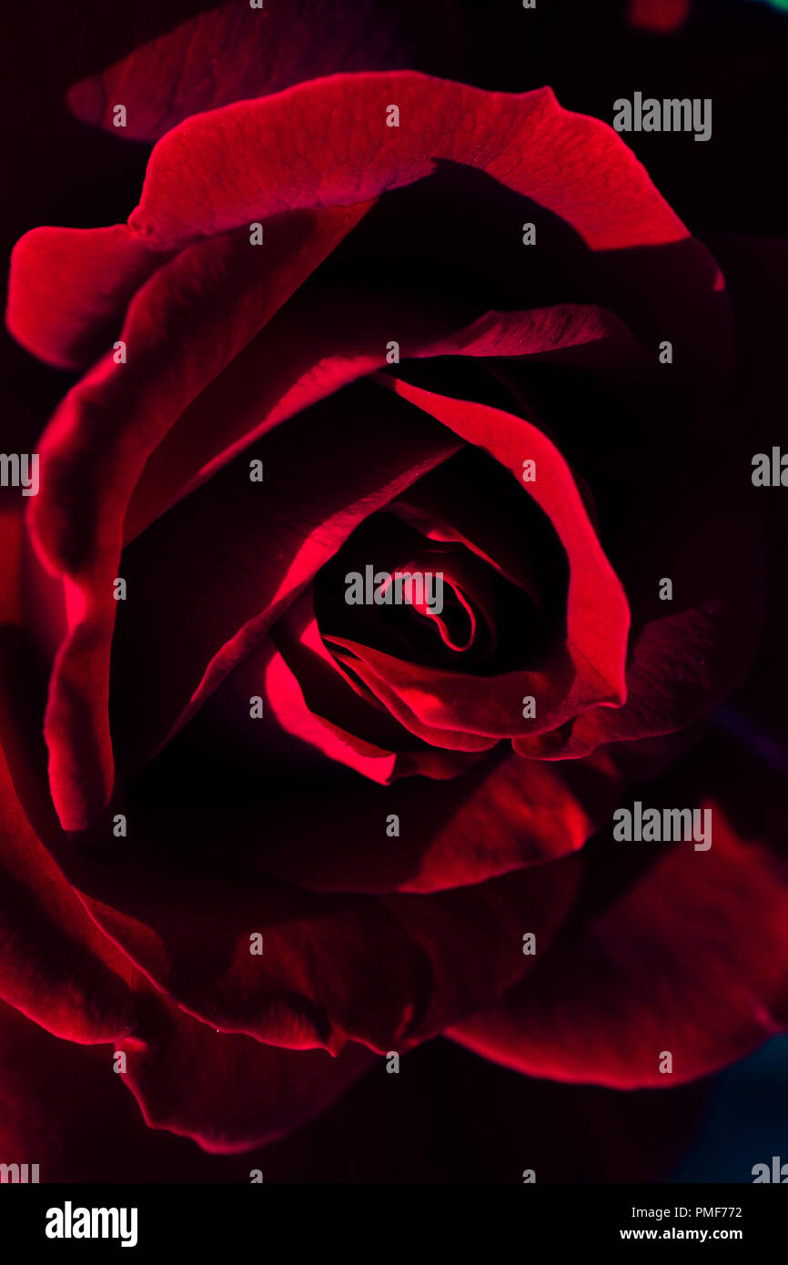 Beautiful fresh roses in close up view Stock Photo - Alamy