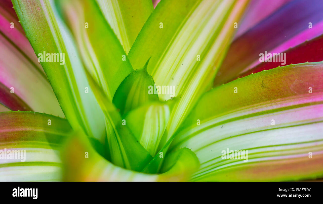 detail of colorful bromelia tricolor. this plant can be used as focal ...