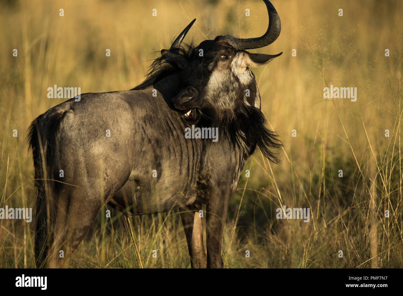 Blue wildebeest eating grass hi-res stock photography and images - Alamy