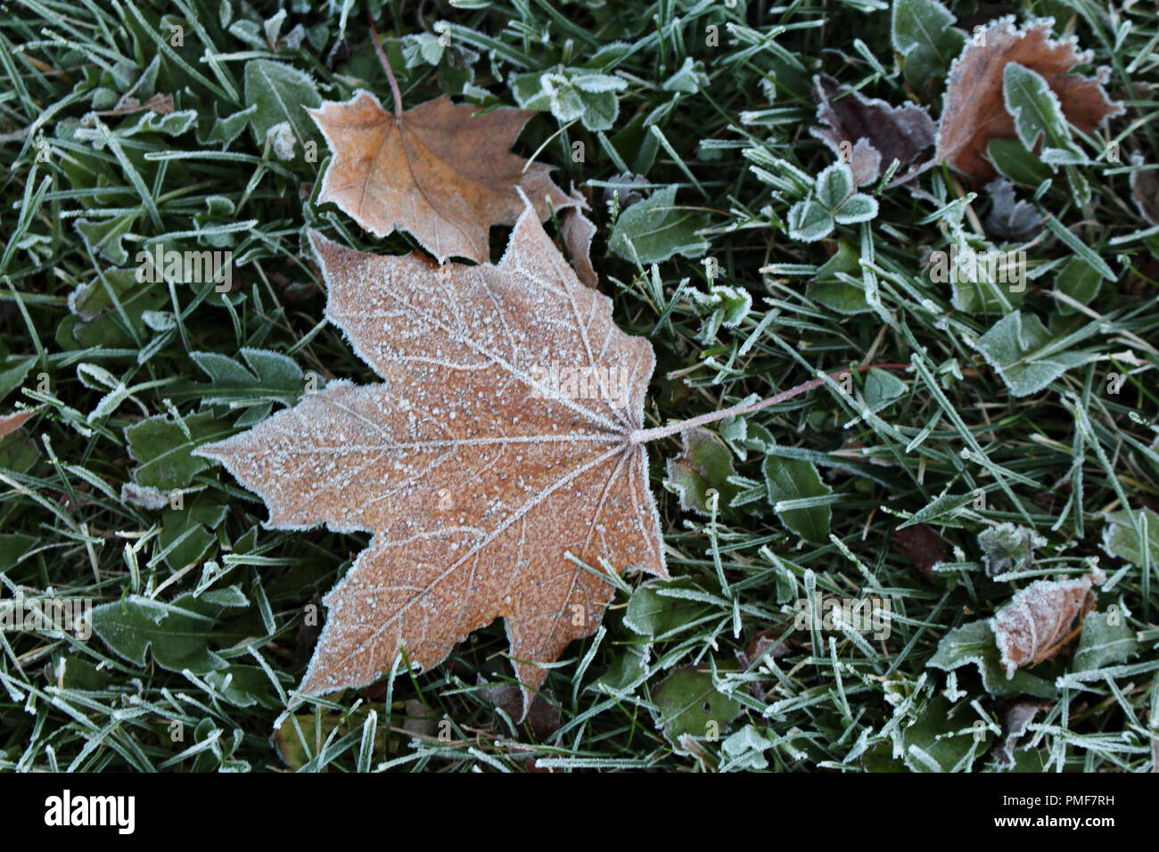 Close up of a brown maple leaf covered in frost on frost covered grass ...