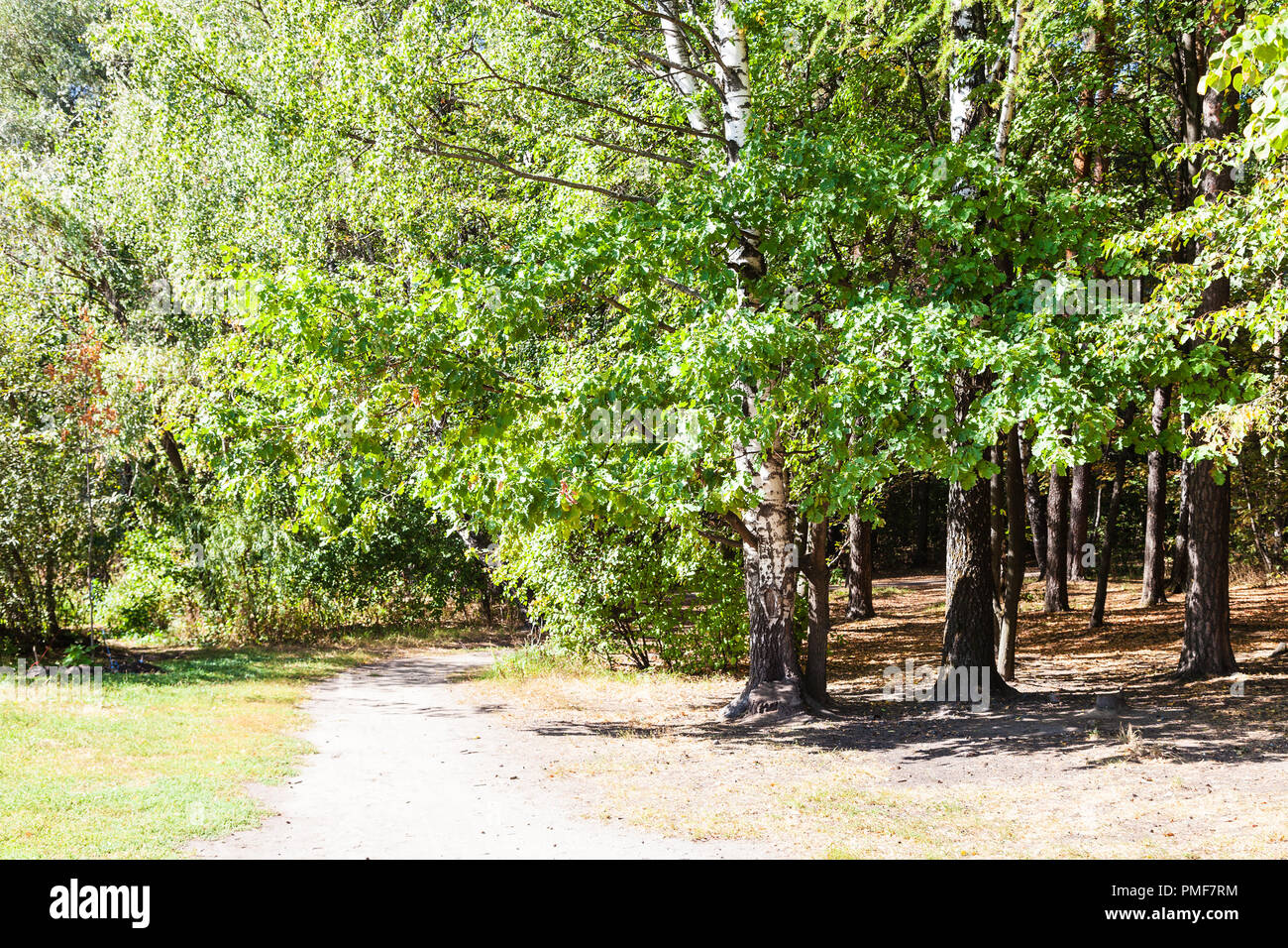 path in grove of urban park in sunny day at the beginning of autumn ...