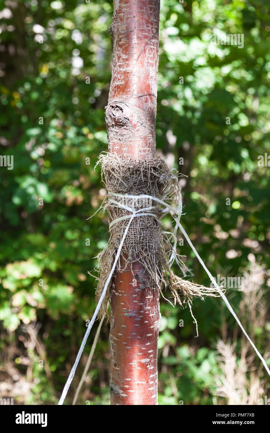 staking of newly planded tree in urban park in autumn Stock Photo - Alamy
