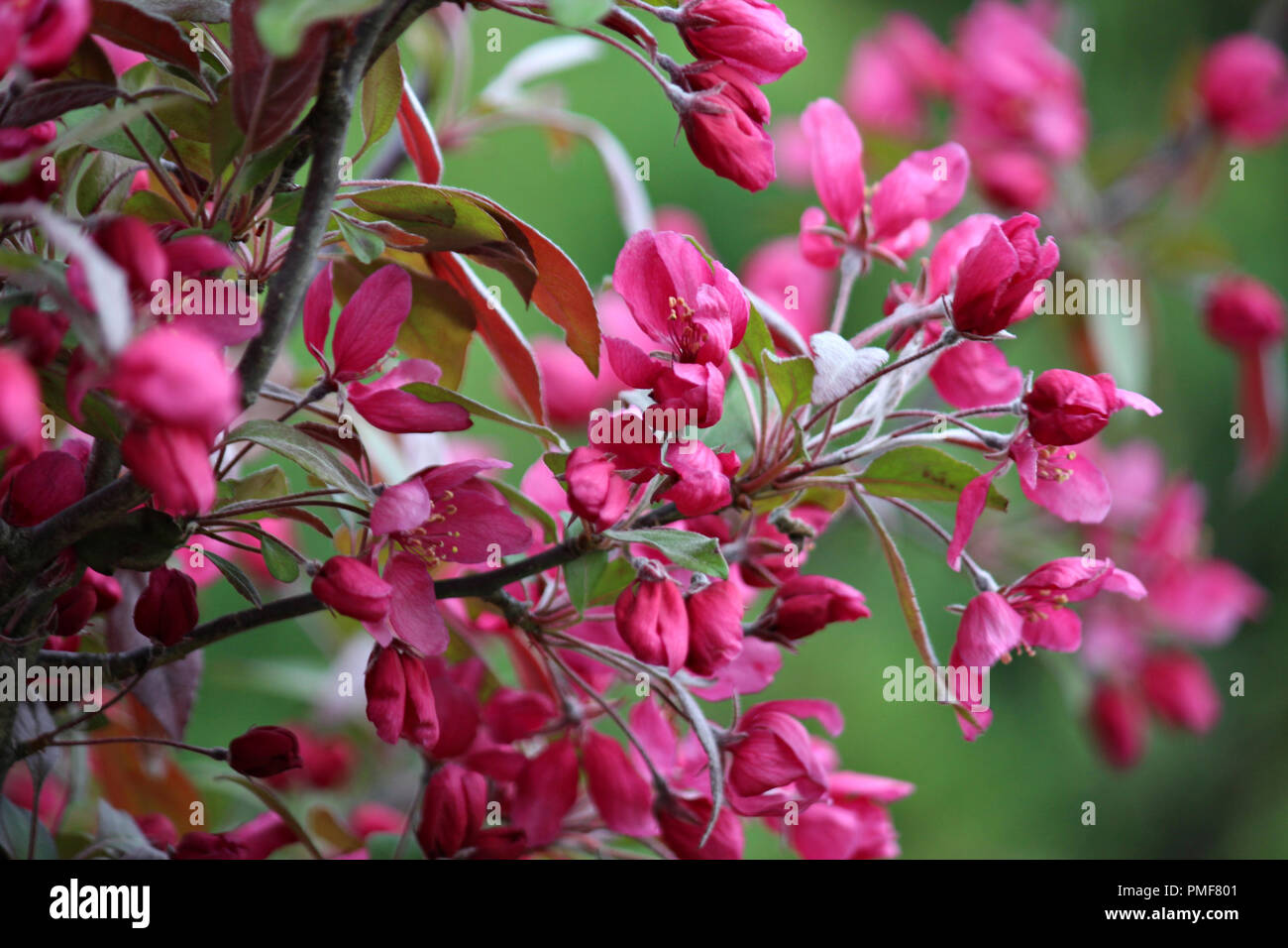Crab Tree Blooms