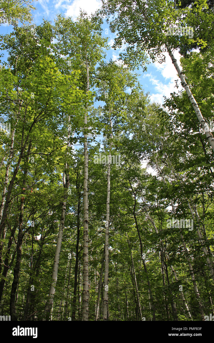 Ellison bluff hi-res stock photography and images - Alamy