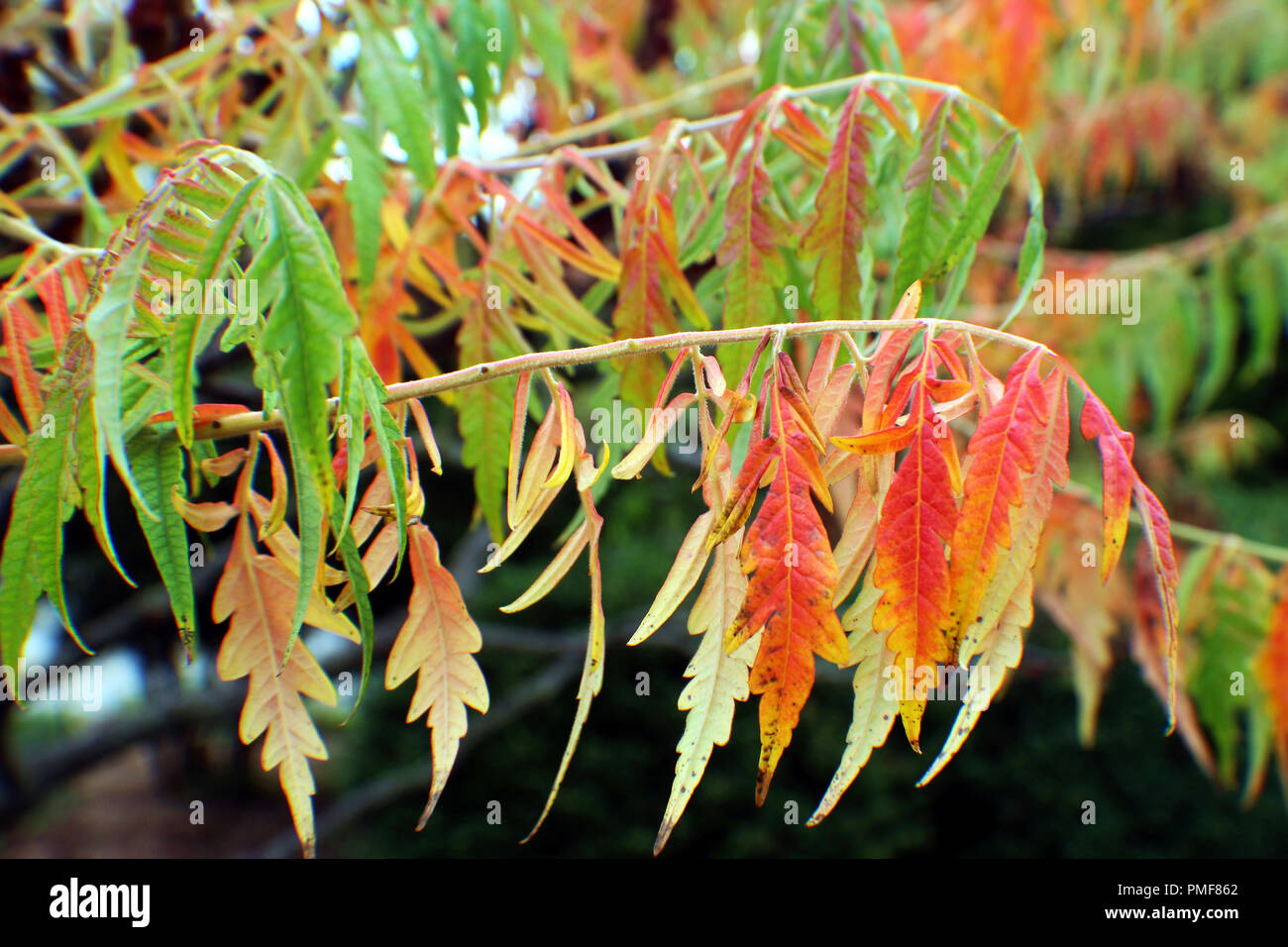 Sumac Tree High Resolution Stock Photography and Images - Alamy