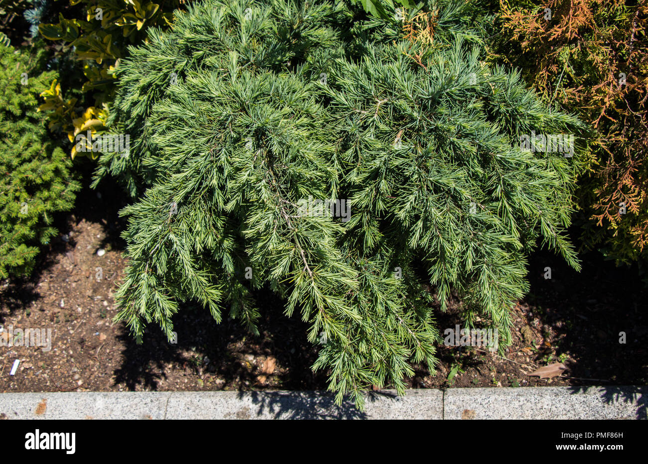 Part of a tree in a garden is in view Stock Photo - Alamy