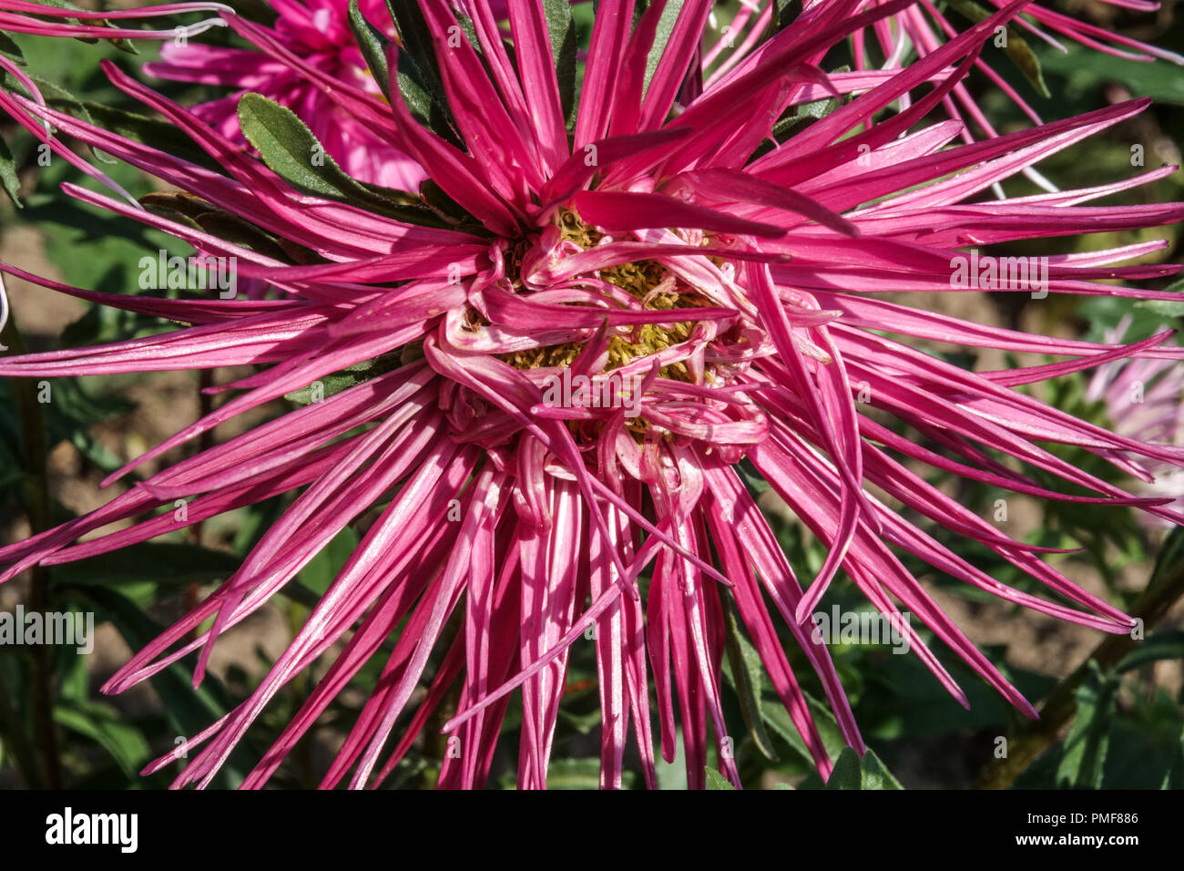 Aster chinensis hi-res stock photography and images - Alamy