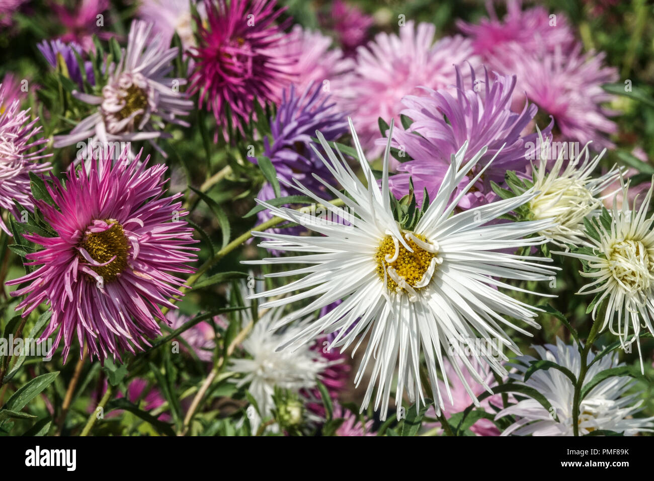 Red purple flower combination hi-res stock photography and images - Alamy